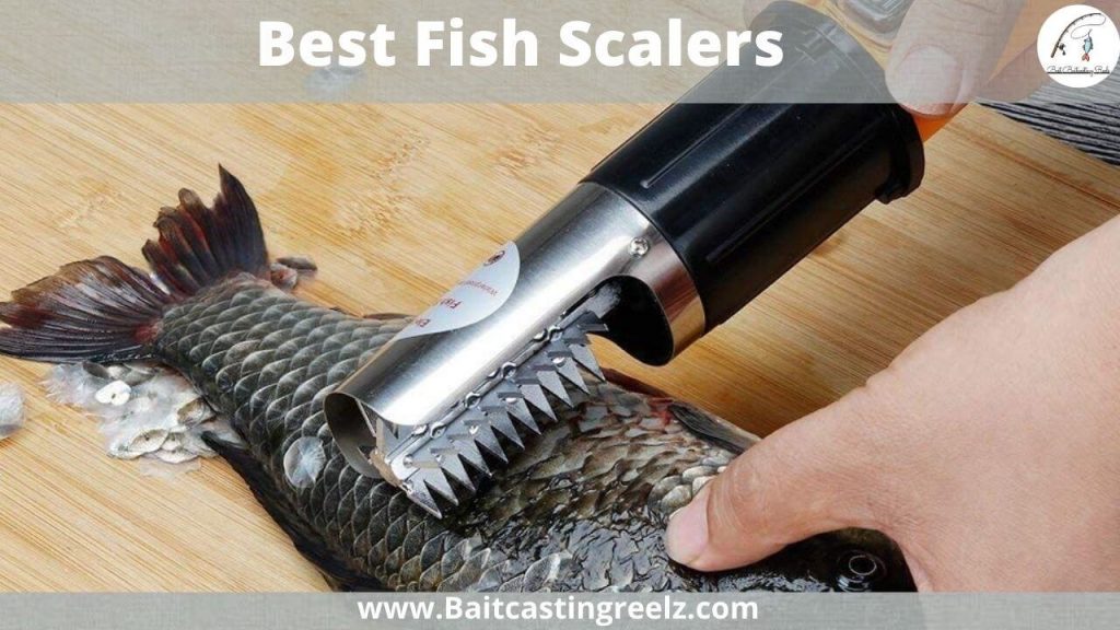 Best Fish Scalers For Your Next Catch - Baitcastingreelz.com